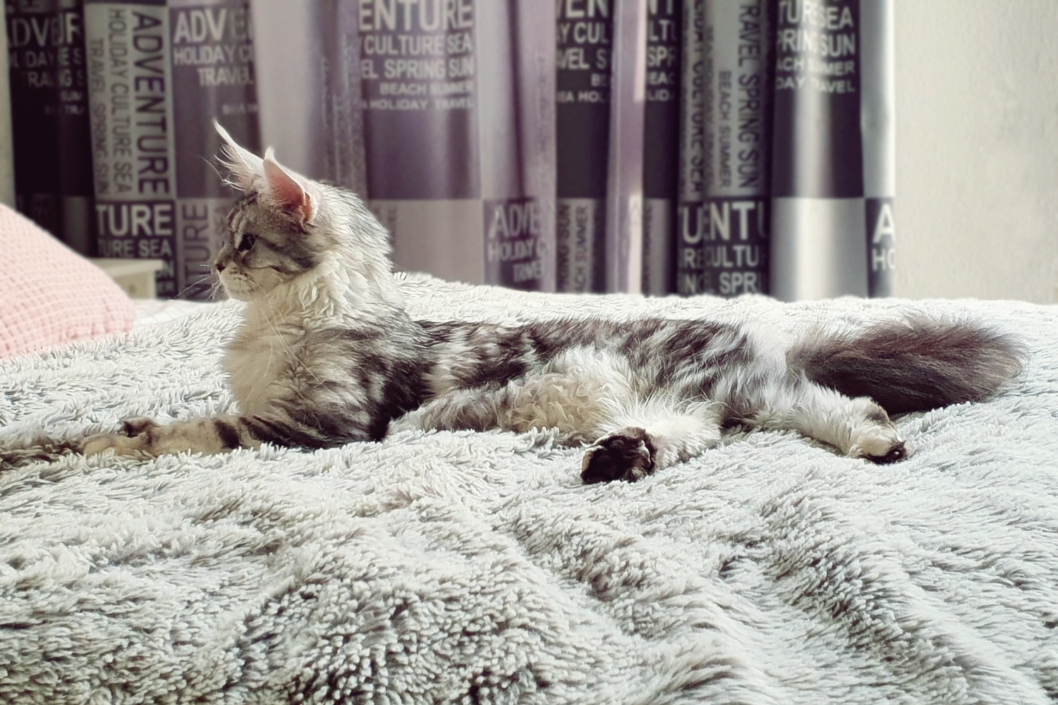 Maine Coon katten - Majestic Maine